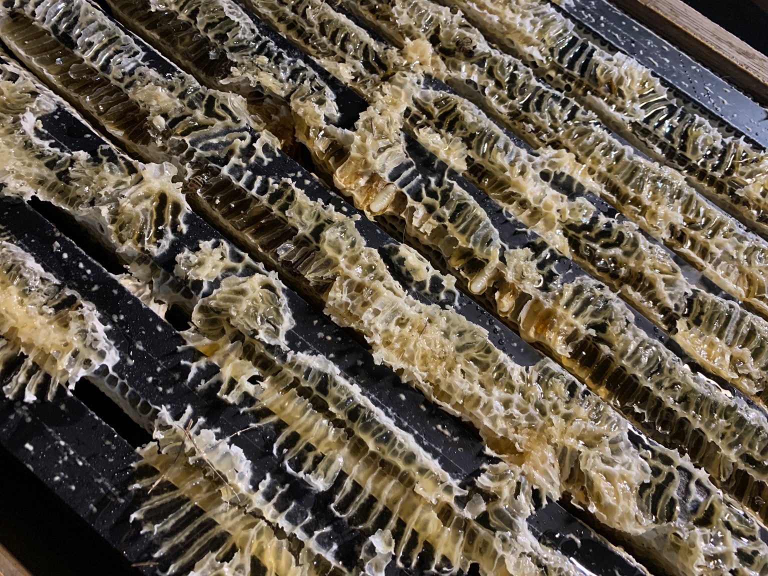 Types of Comb and What They Tell Us About Our Bees - Backyard Beekeeping